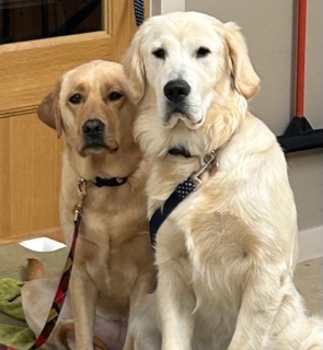 Home - Top Paws Grooming & Pet Supplies